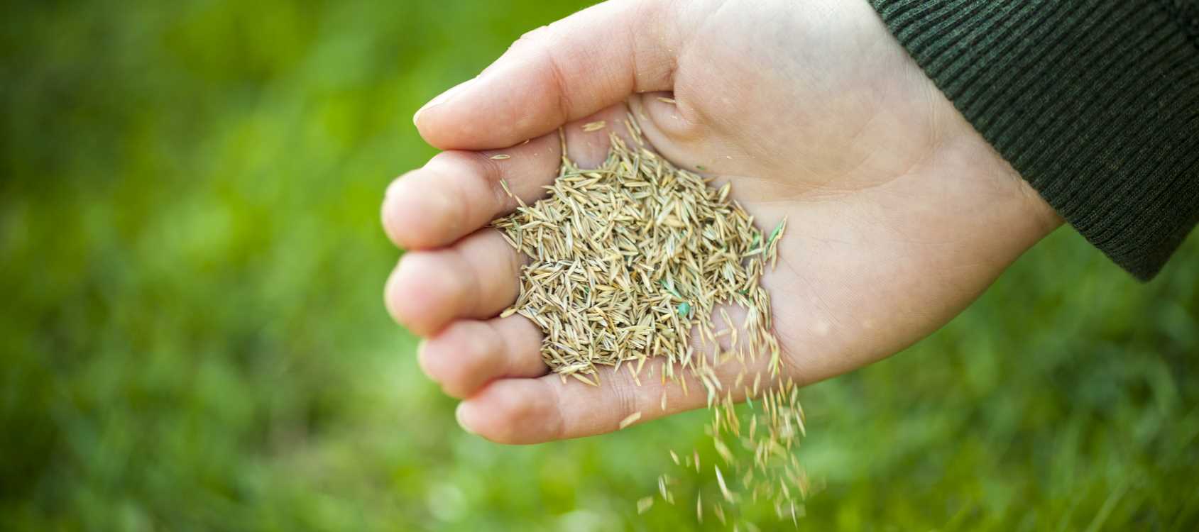 Benefits of Over-seeding Your Lawn - Grass Overseeding Springfield MO ...