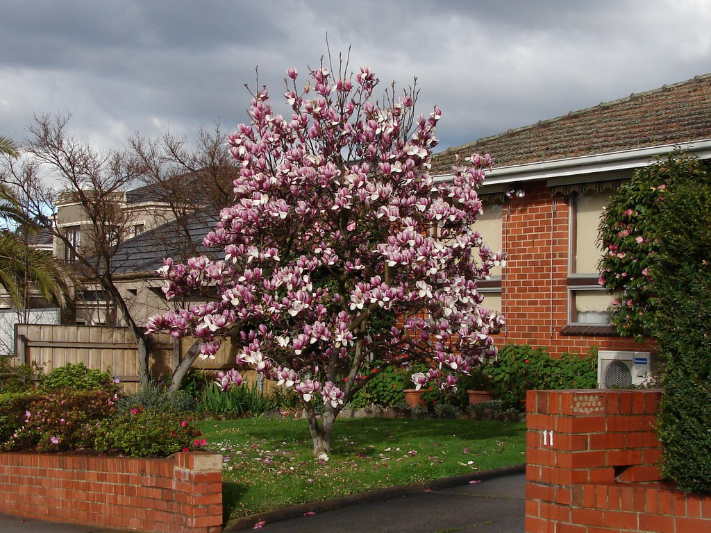 4 Colorful Trees For Curb Appeal - Gabris Landscaping