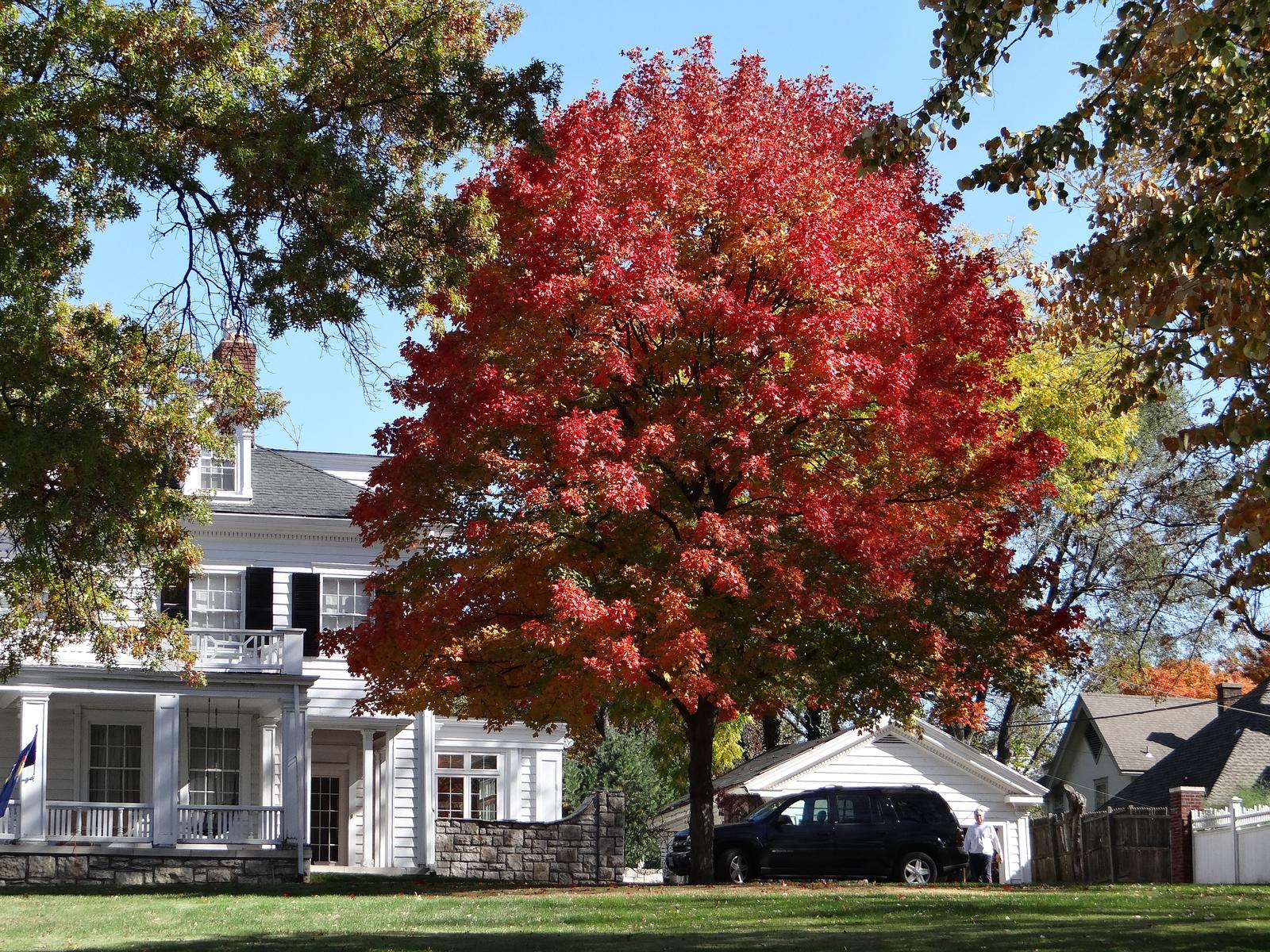 4 Colorful Trees For Curb Appeal - Tree Service Company Springfield MO