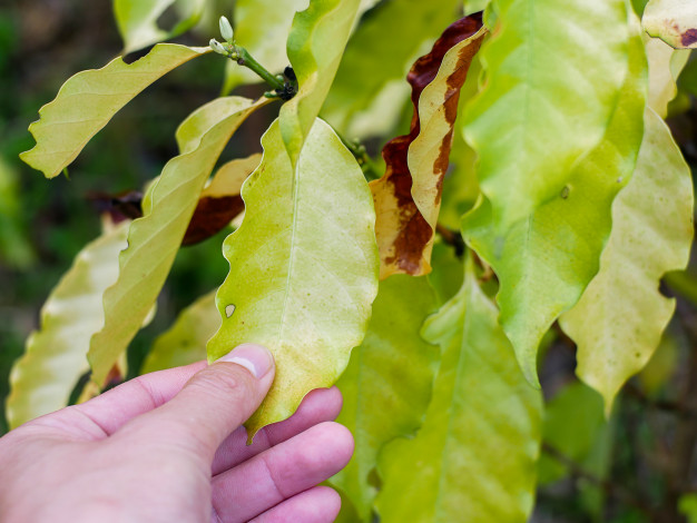 Chlorosis on Trees - Gabris Landscaping Springfield MO
